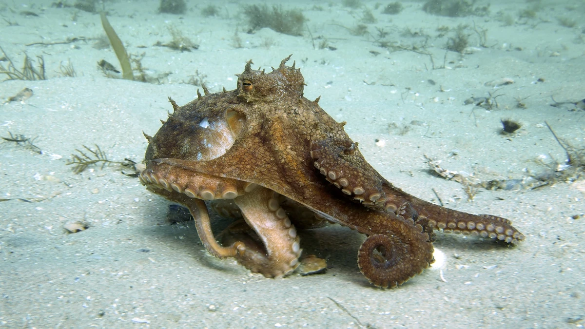 Pale Octopus | NatureRules1 Wiki | Fandom