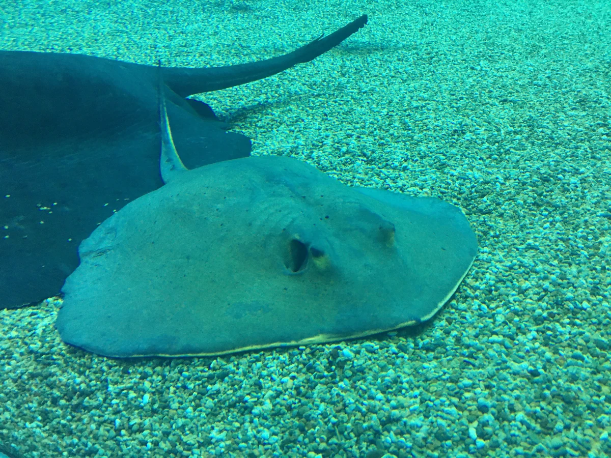 Red Stingray | NatureRules1 Wiki | Fandom