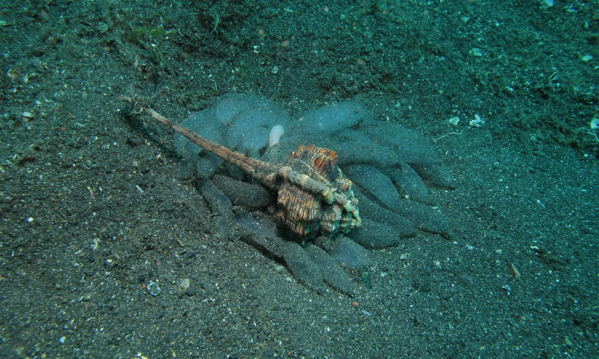 Snipe's Bill Murex | NatureRules1 Wiki | Fandom