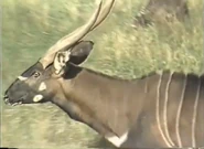 Bongo | NatureRules1 Wiki | Fandom