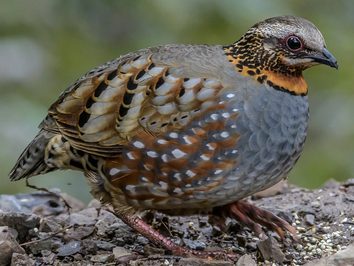 Rufous-throated Partridge | NatureRules1 Wiki | Fandom