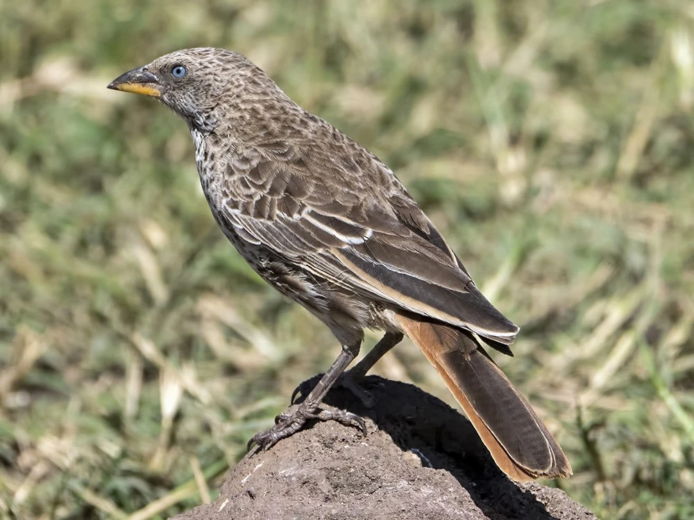Rufous-tailed Weaver | NatureRules1 Wiki | Fandom