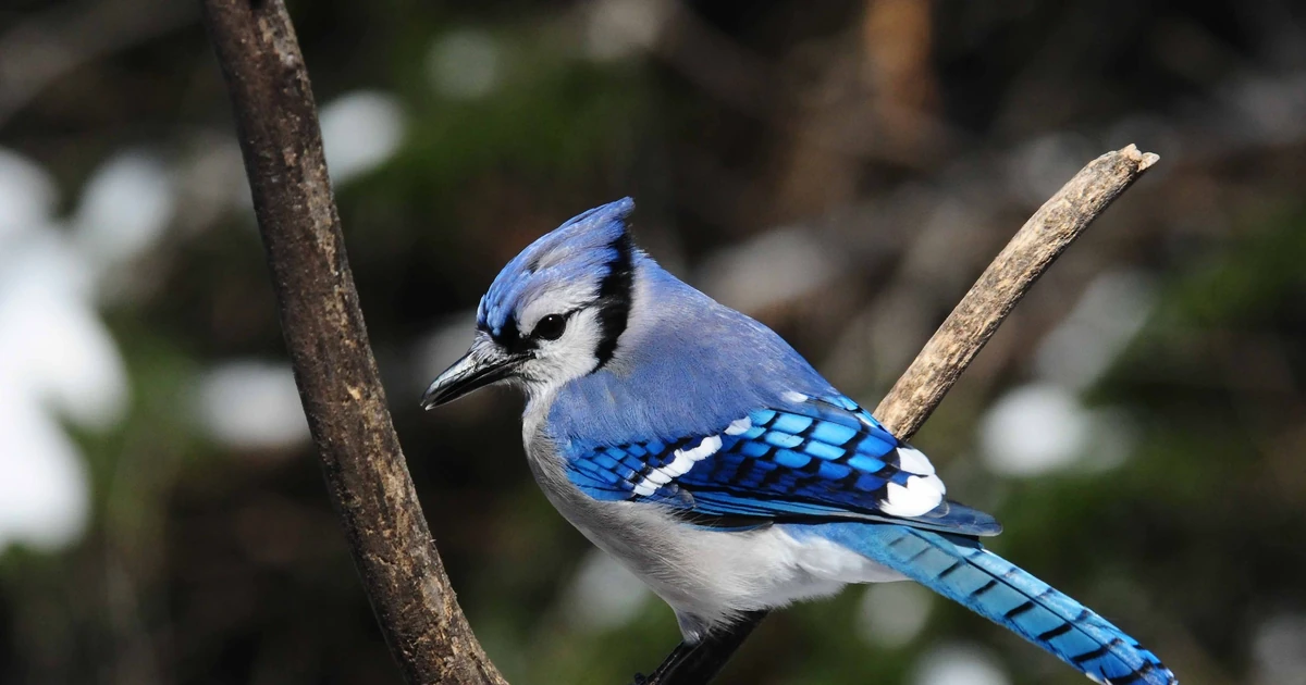 Blue Jay | NatureRules1 Wiki | Fandom