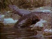 My Visit to the Zoo | NatureRules1 Wiki | Fandom