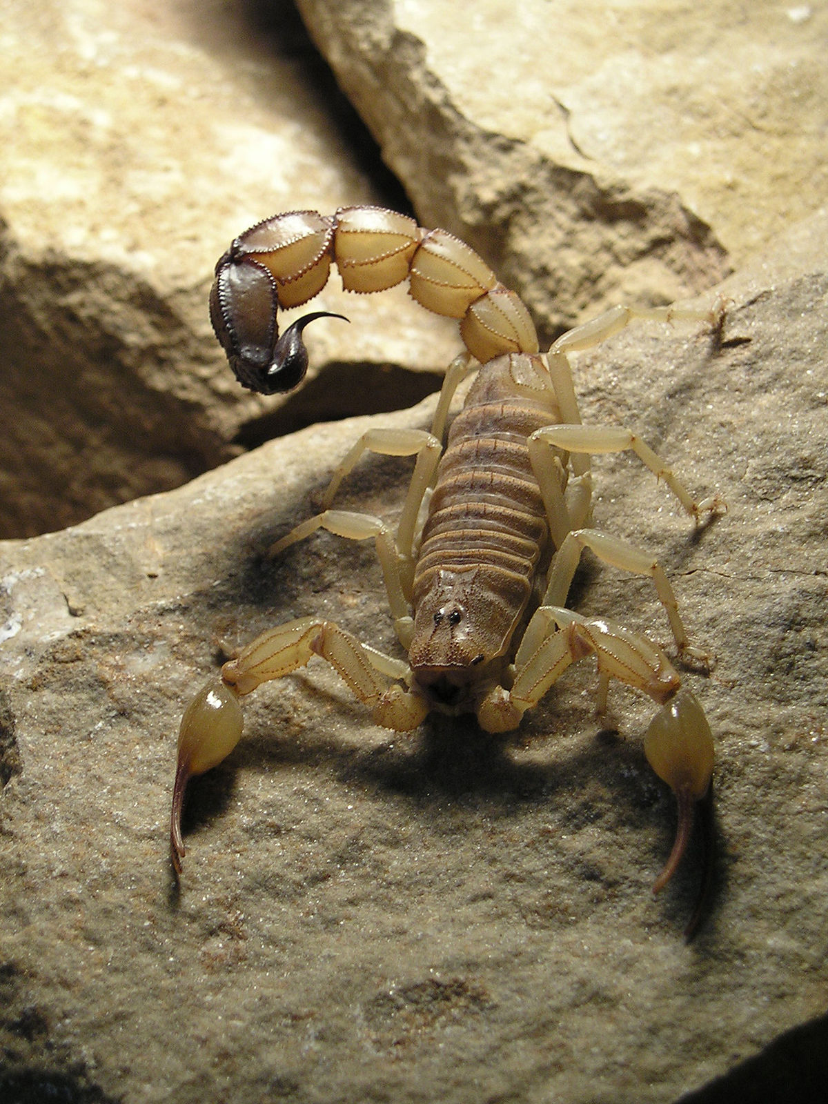 Yellow Fat Tailed Scorpion Naturerules1 Wiki Fandom