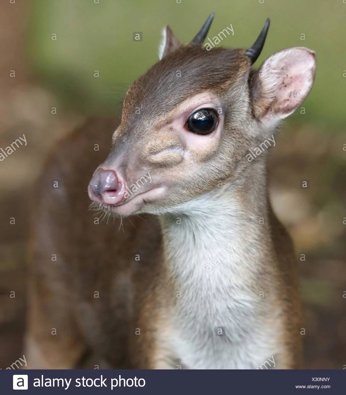 Blue Duiker | NatureRules1 Wiki | Fandom