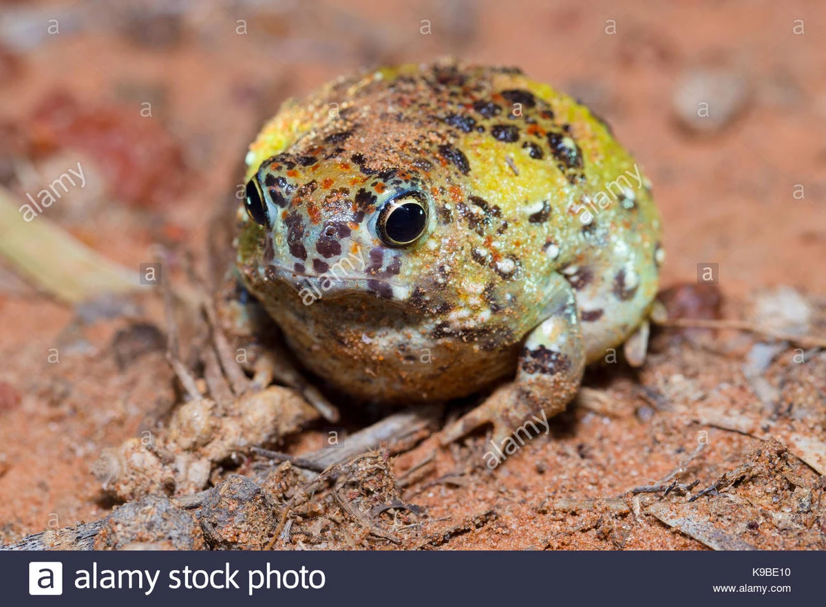 Crucifix Toad | NatureRules1 Wiki | Fandom
