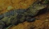 Chinese Alligator | NatureRules1 Wiki | Fandom