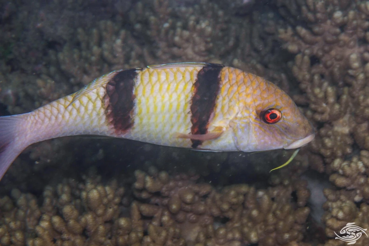 Doublebar Goatfish | NatureRules1 Wiki | Fandom