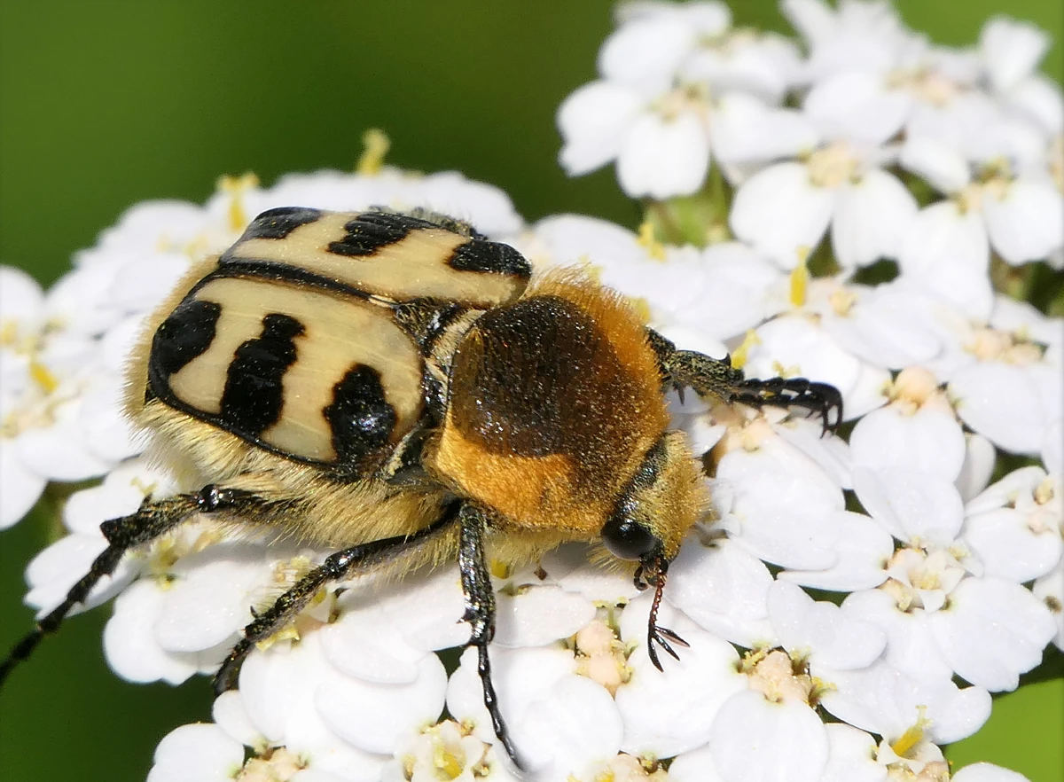Eurasian Bee Beetle | NatureRules1 Wiki | Fandom