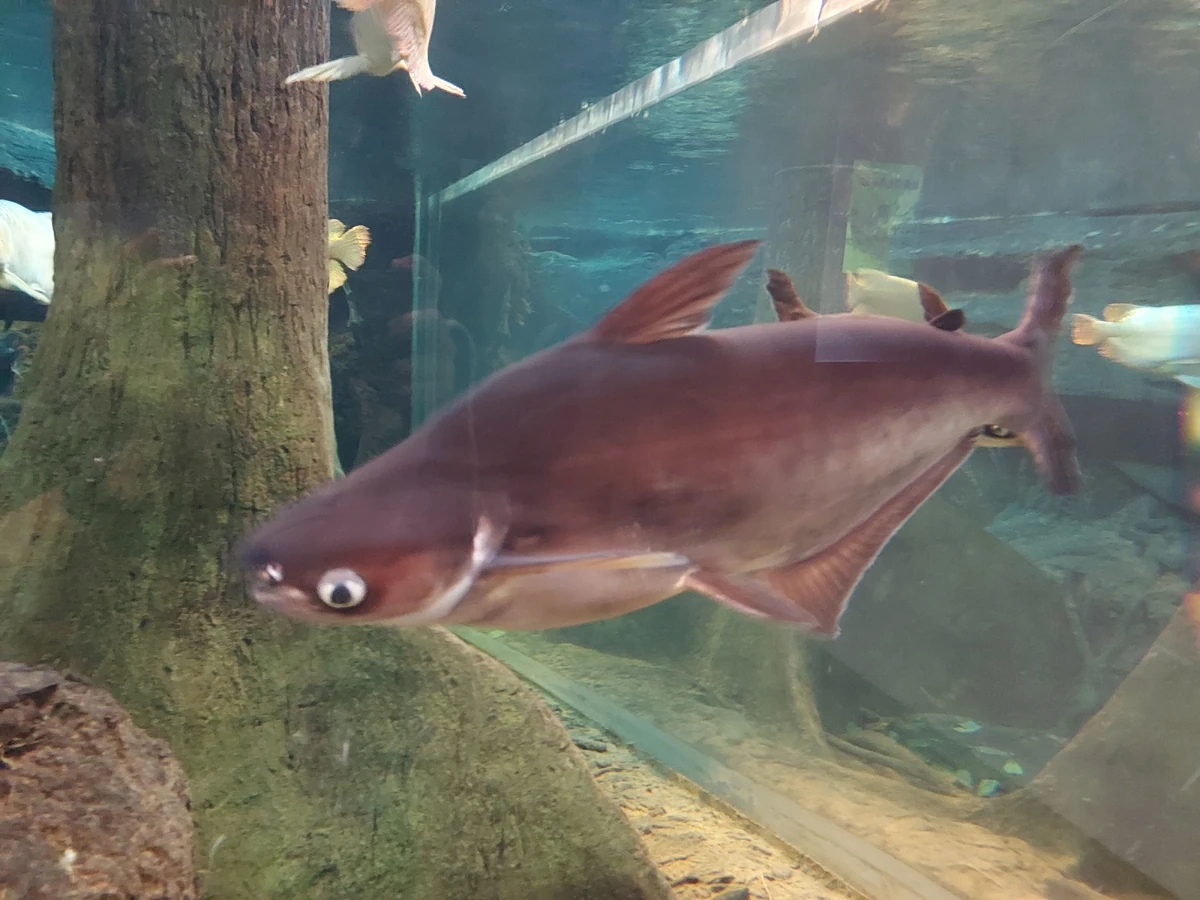 Iridescent Shark | NatureRules1 Wiki | Fandom