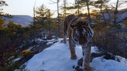 Siberian Tiger | NatureRules1 Wiki | Fandom