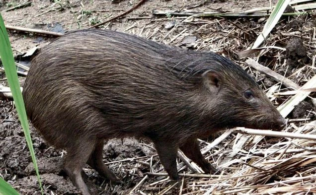 Pygmy Hog | NatureRules1 Wiki | Fandom