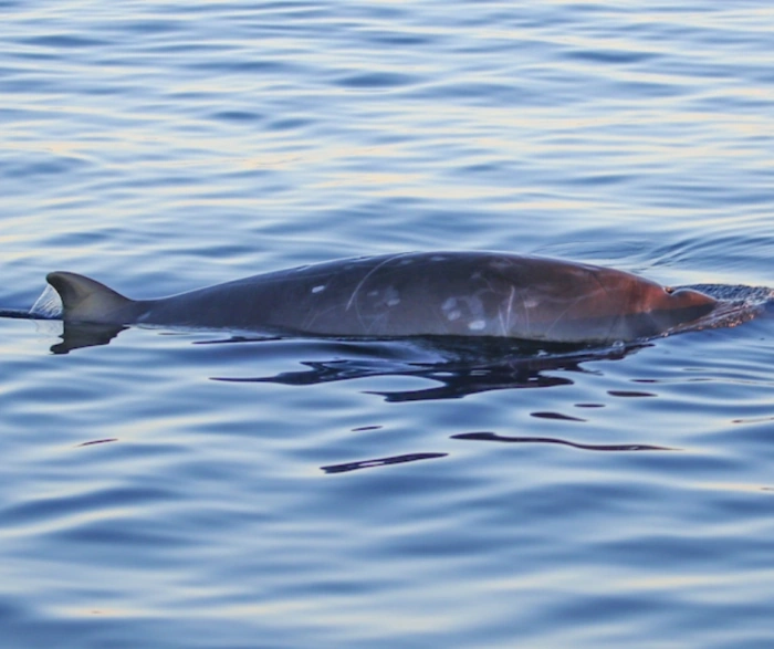 Sato's beaked Whale | NatureRules1 Wiki | Fandom