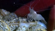 Deep-Sea Blind Shrimp | NatureRules1 Wiki | Fandom