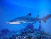 Animal (2021) | NatureRules1 Wiki | Fandom