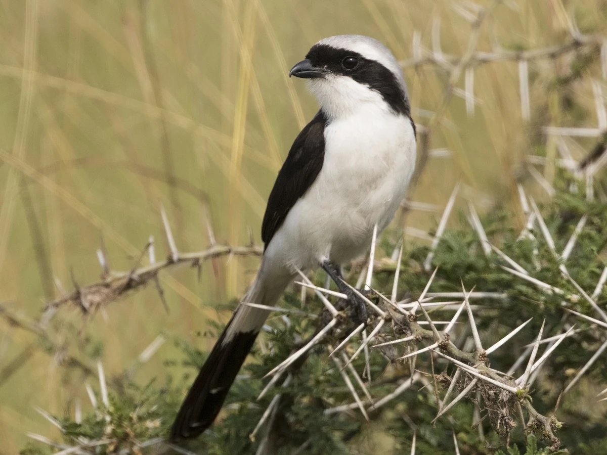 Grey-backed Fiscal | NatureRules1 Wiki | Fandom