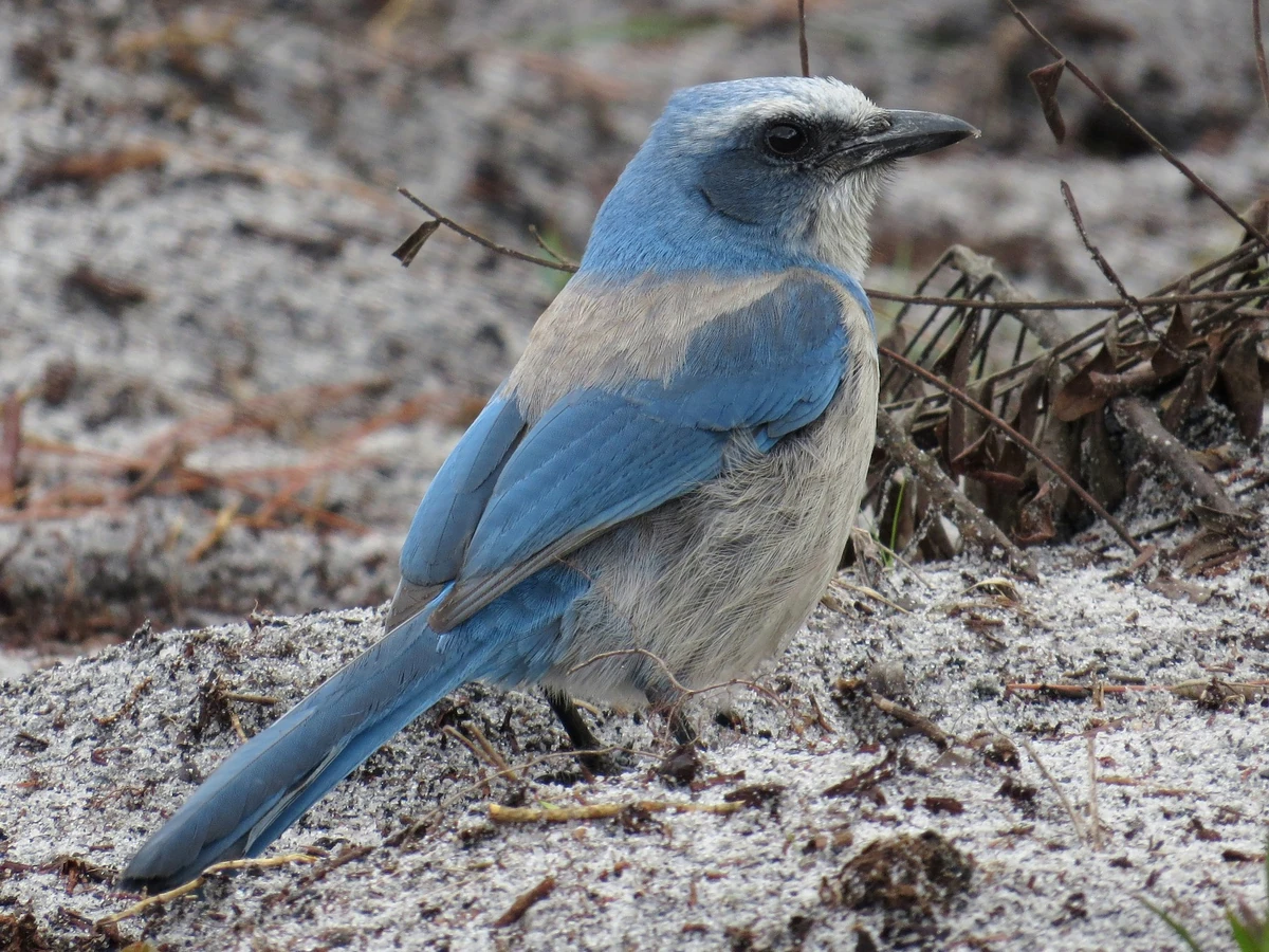 Florida Scrub-jay | NatureRules1 Wiki | Fandom
