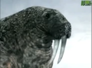 List of Animal face off Spicies | NatureRules1 Wiki | Fandom