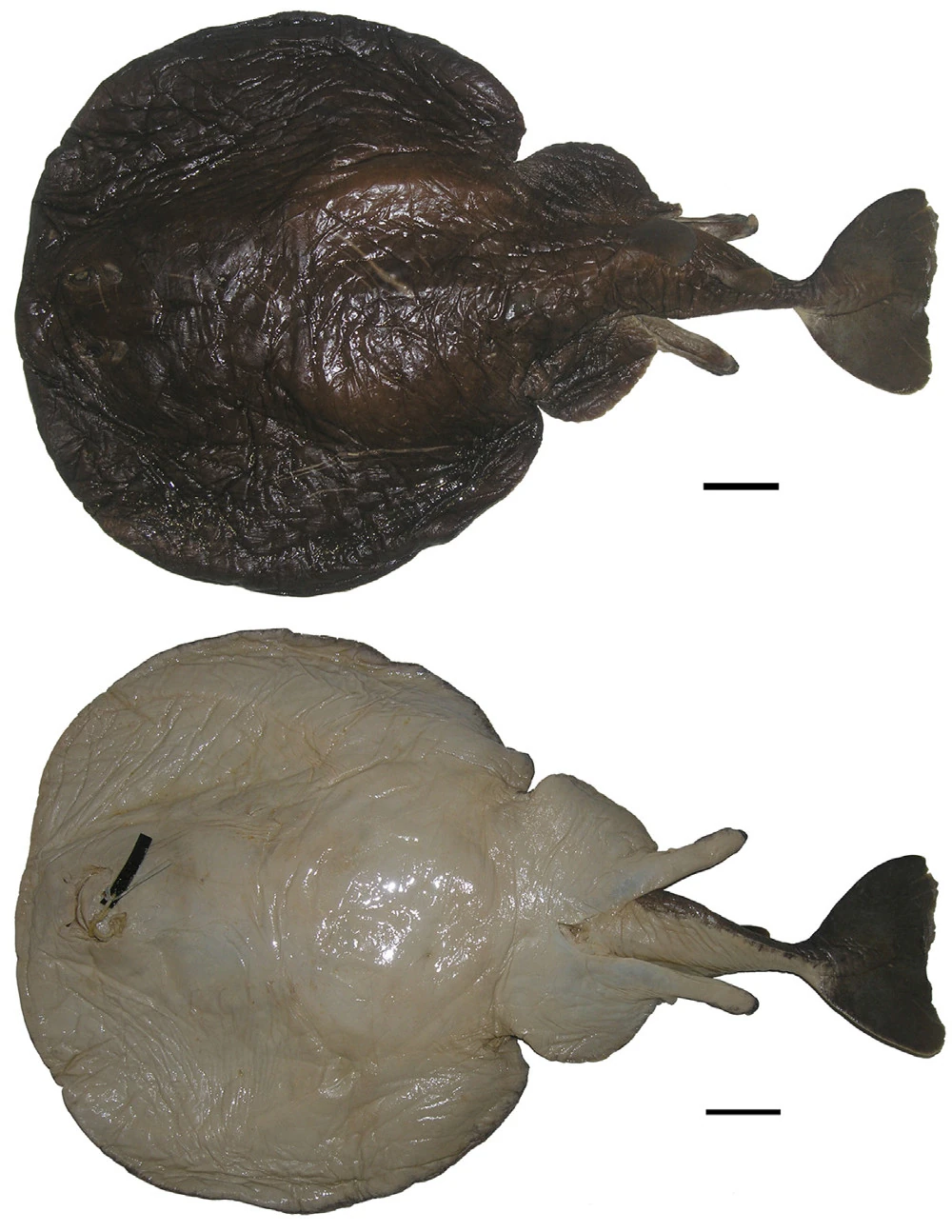 Cowley's Torpedo Ray | NatureRules1 Wiki | Fandom