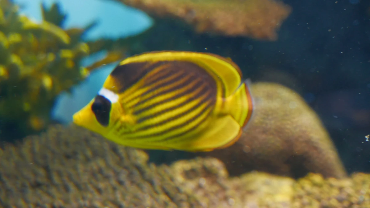 Diagonal Butterflyfish | NatureRules1 Wiki | Fandom