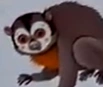 Grey-bellied Night Monkey | NatureRules1 Wiki | Fandom