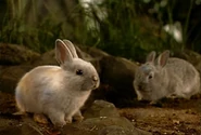 Domestic Rabbit | NatureRules1 Wiki | Fandom