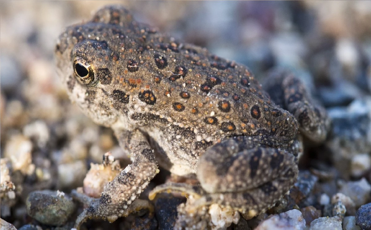 Red-spotted Toad | NatureRules1 Wiki | Fandom