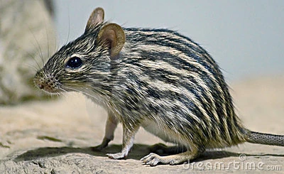 Typical Striped Grass Mouse | NatureRules1 Wiki | Fandom