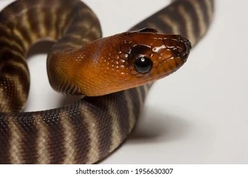 Woma Python | NatureRules1 Wiki | Fandom
