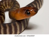 Category:Pythons | NatureRules1 Wiki | Fandom