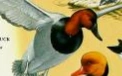Canvasback | NatureRules1 Wiki | Fandom