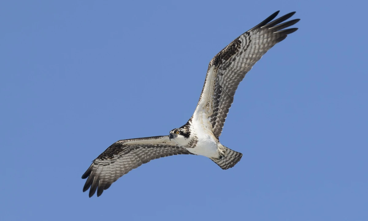 Western Osprey | NatureRules1 Wiki | Fandom