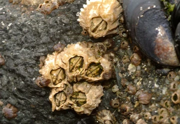 Acorn Barnacle
