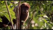 Brown Woolly Monkey | NatureRules1 Wiki | Fandom