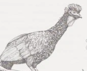 Crested Guan | NatureRules1 Wiki | Fandom