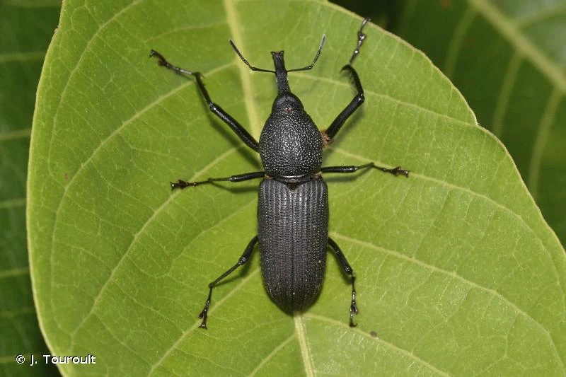 Bottlebrush Weevil | NatureRules1 Wiki | Fandom
