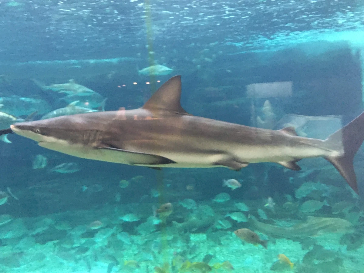 Dusky Shark | NatureRules1 Wiki | Fandom