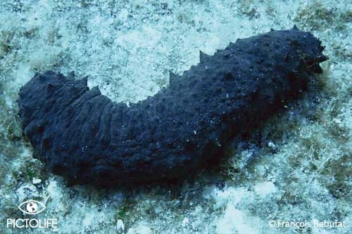 Holothuria Forskali | NatureRules1 Wiki | Fandom