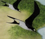 Sooty Tern | NatureRules1 Wiki | Fandom