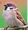 Eurasian Tree Sparrow | NatureRules1 Wiki | Fandom