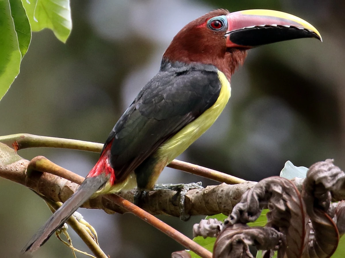 Green Aracari | NatureRules1 Wiki | Fandom