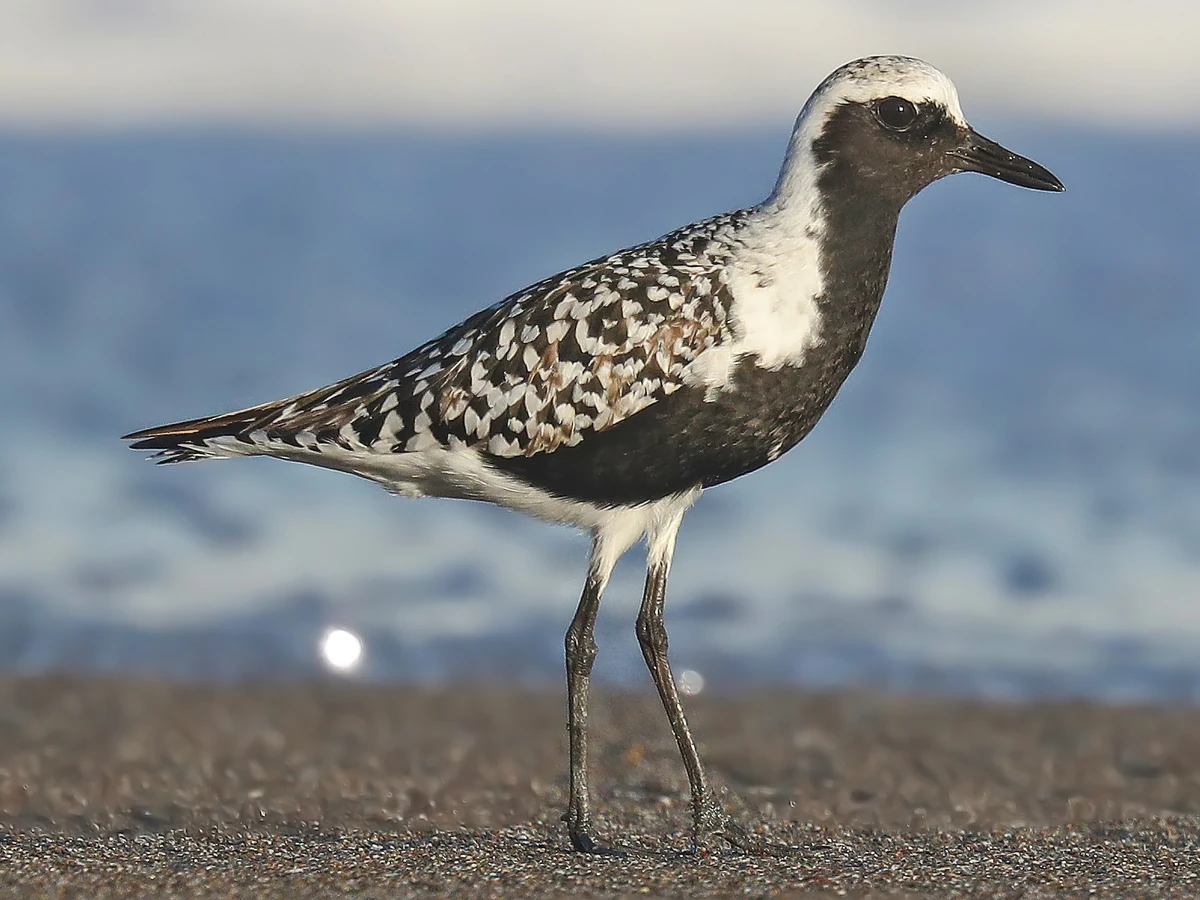 Grey Plover | NatureRules1 Wiki | Fandom
