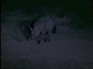 Aardwolf | NatureRules1 Wiki | Fandom