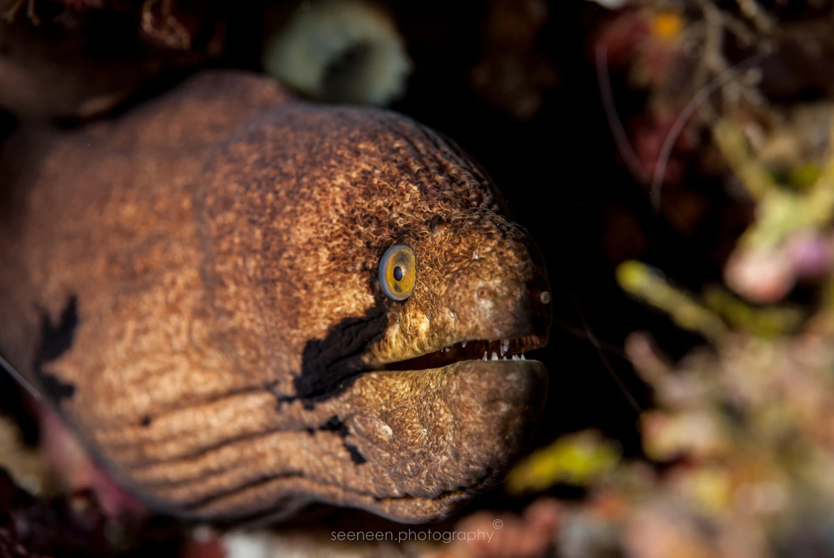Blackcheek Moray Eel | NatureRules1 Wiki | Fandom