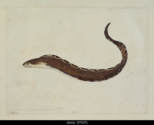 Caribbean Ocellated Moray | NatureRules1 Wiki | Fandom