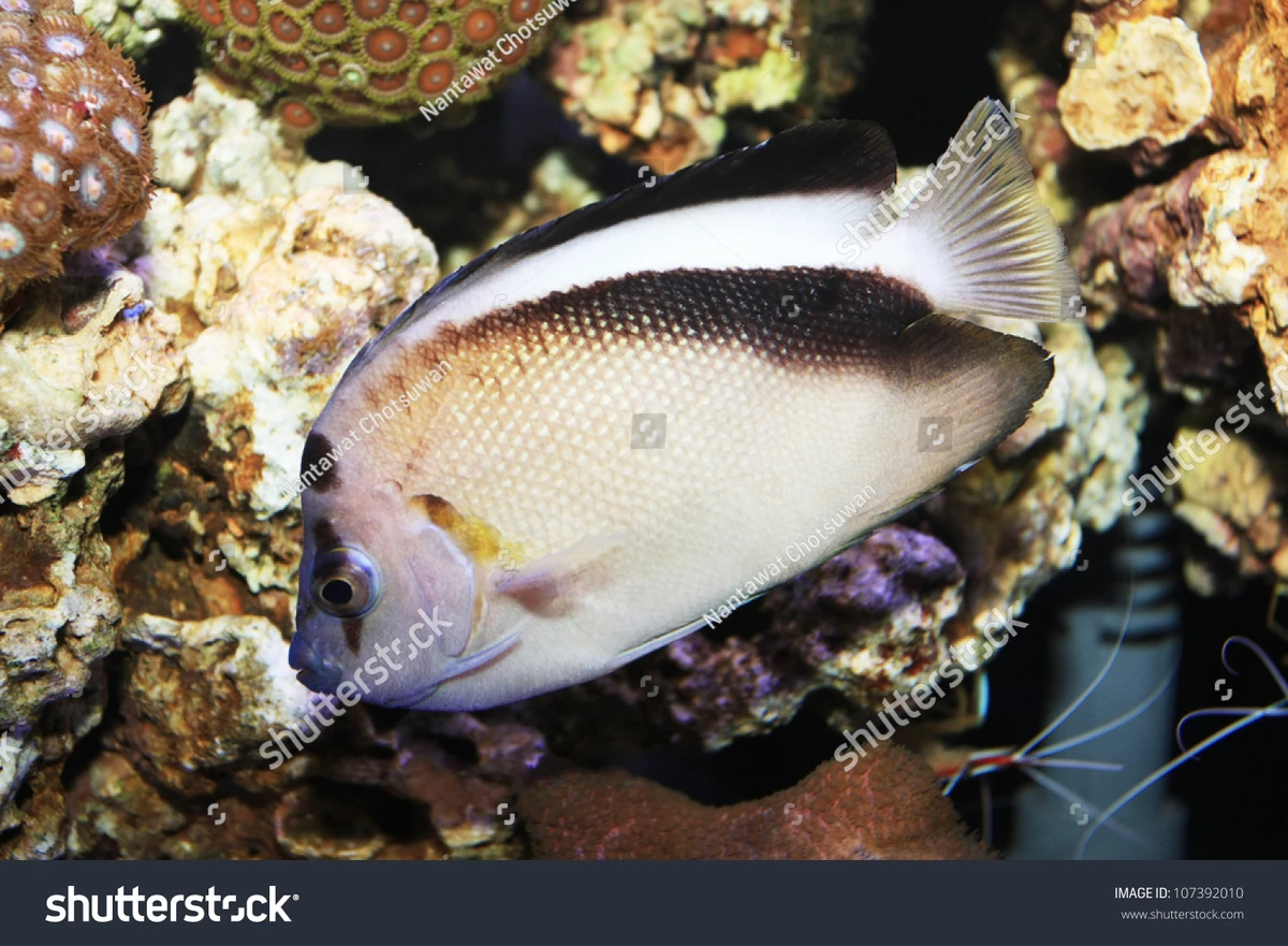 Griffis Angelfish | NatureRules1 Wiki | Fandom