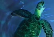 Oceans (2009) | NatureRules1 Wiki | Fandom