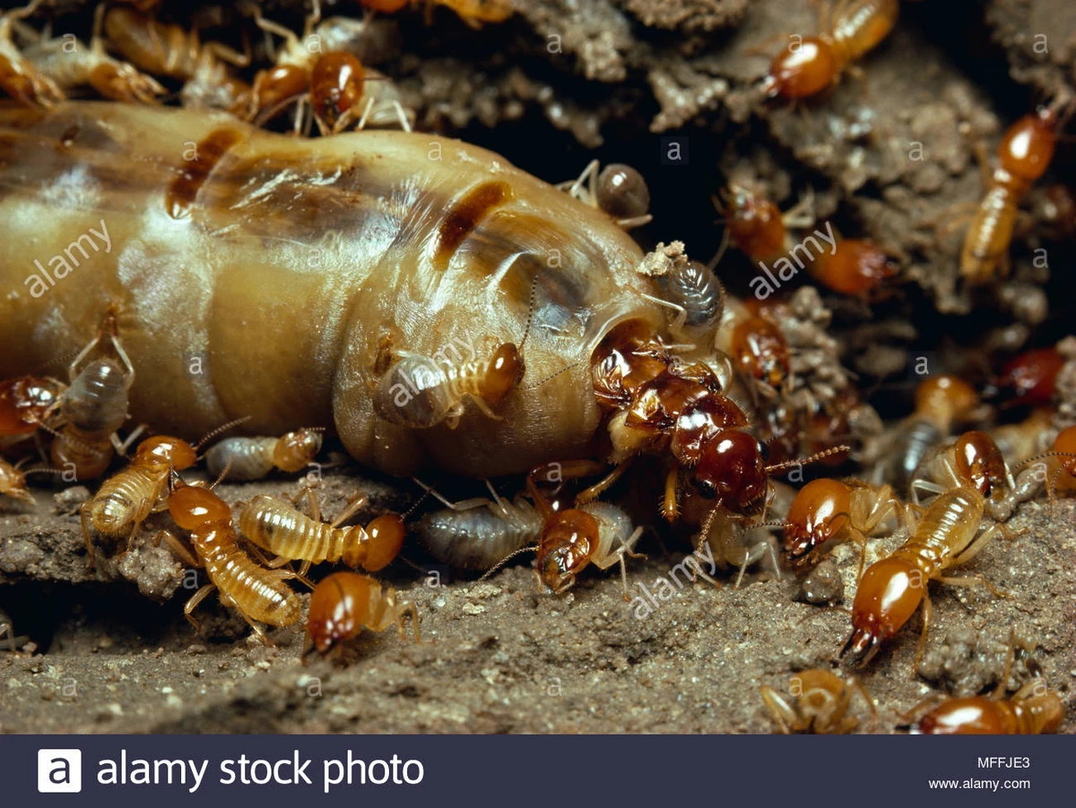 Mound-building Termite | NatureRules1 Wiki | Fandom