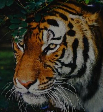 A First Book of Animals (2011) | NatureRules1 Wiki | Fandom